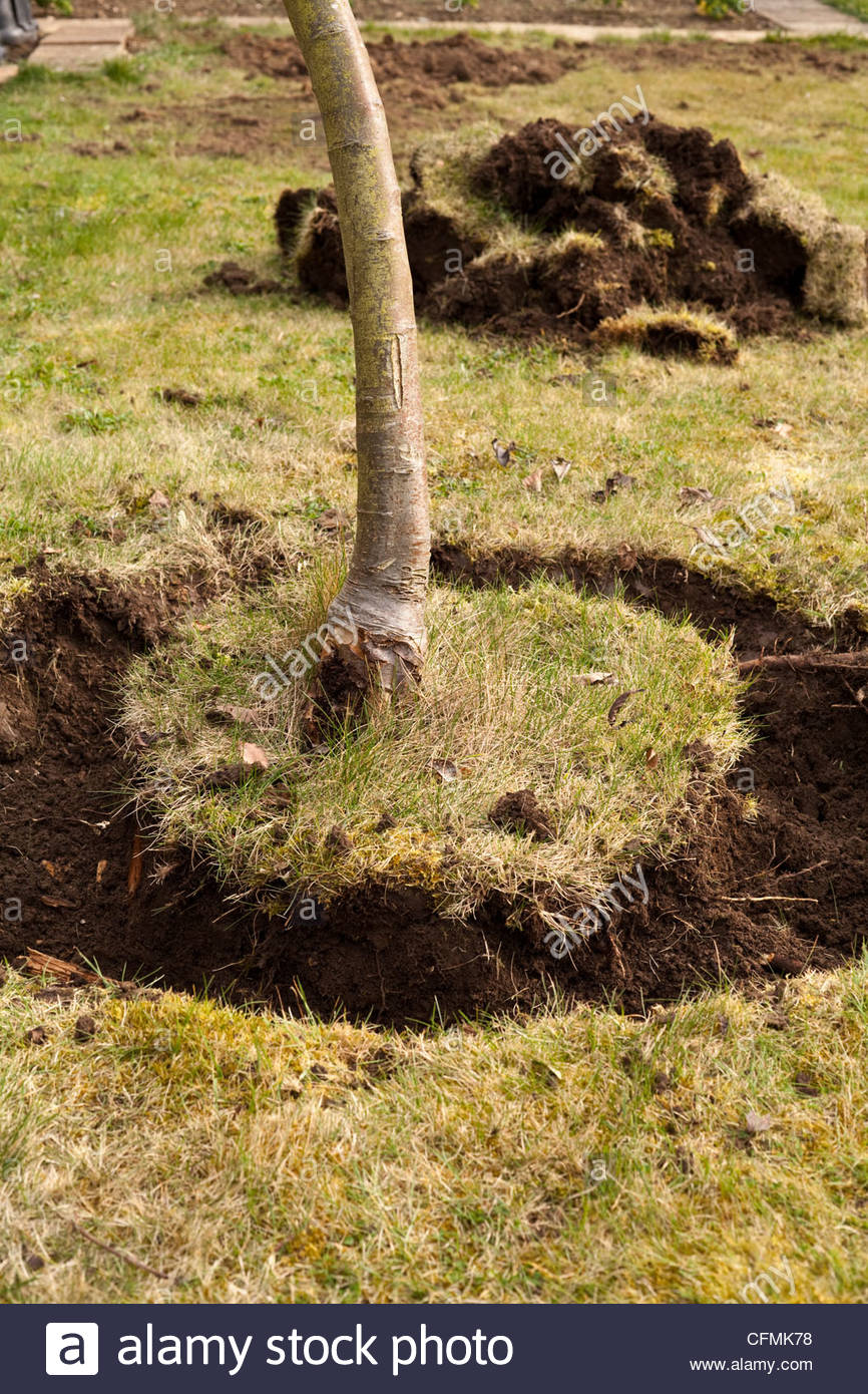 Root Ball Tree High Resolution Stock Photography and Images - Alamy