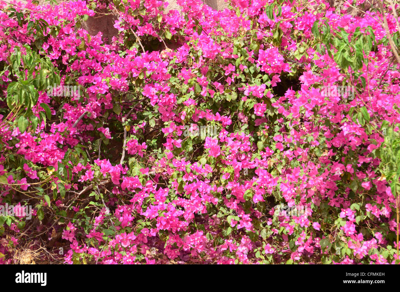 Flowers of Al Ain Stock Photo - Alamy