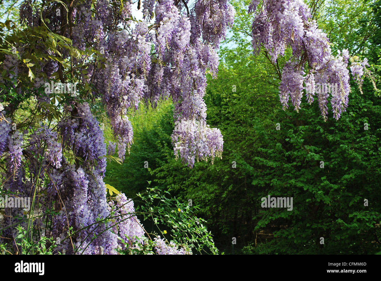 Cascade of violet wisteria flowers in a sunny day in spring on green ...