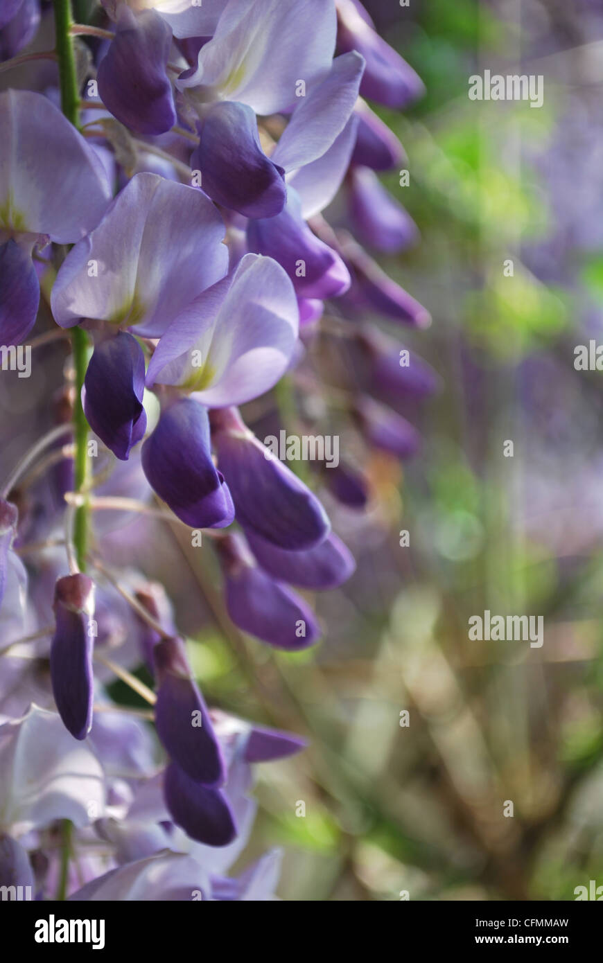 Detail of violet wisteria flowers in a sunny day in spring Stock Photo ...