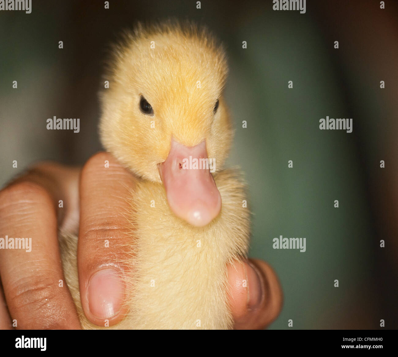 newly hatched duckling, Malaysia Stock Photo - Alamy