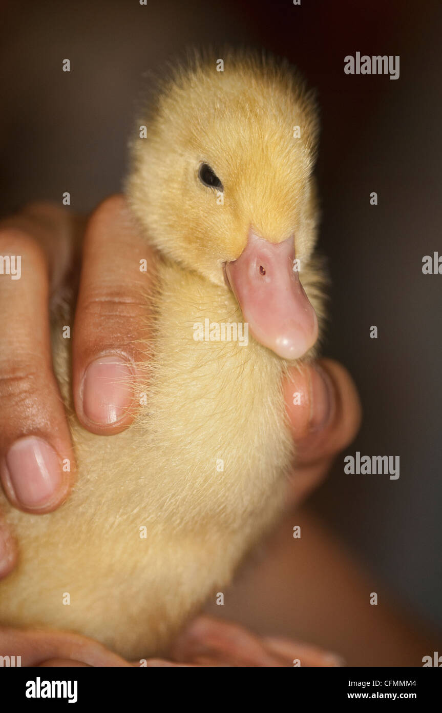 Duckling hatch hi-res stock photography and images - Alamy