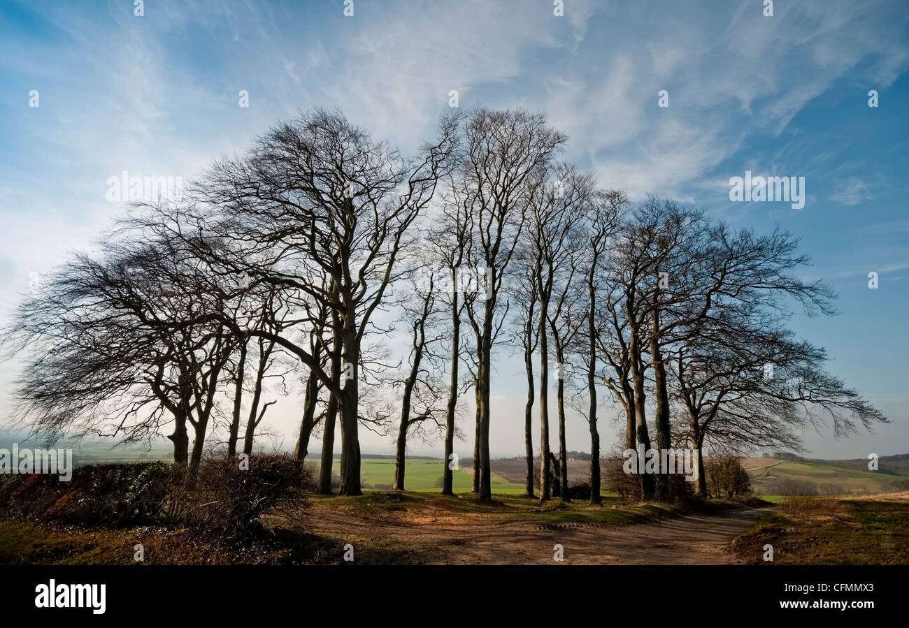 David hockney trees yorkshire wolds hi-res stock photography and images ...
