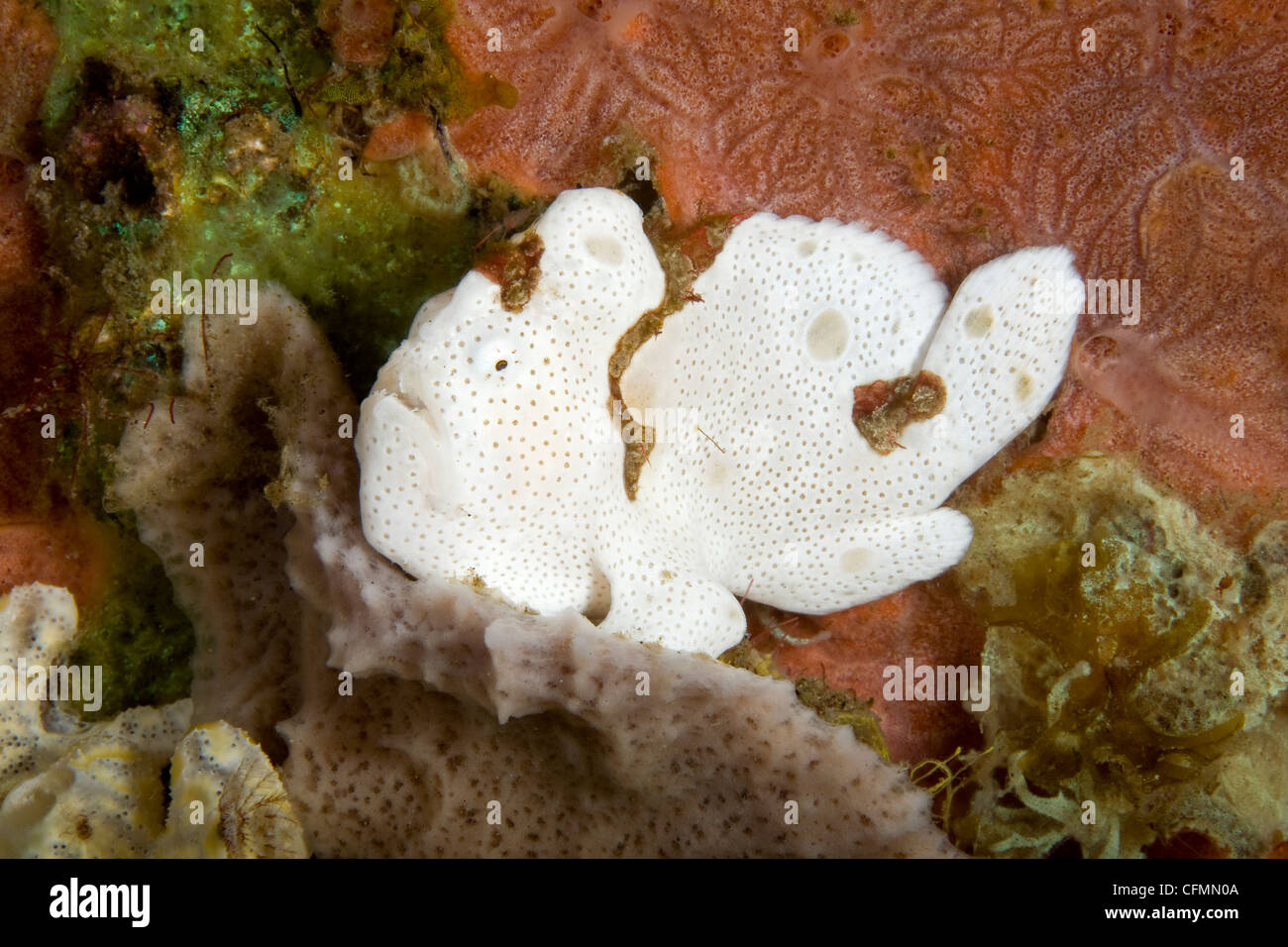 Frogfish anglerfish hi-res stock photography and images - Alamy