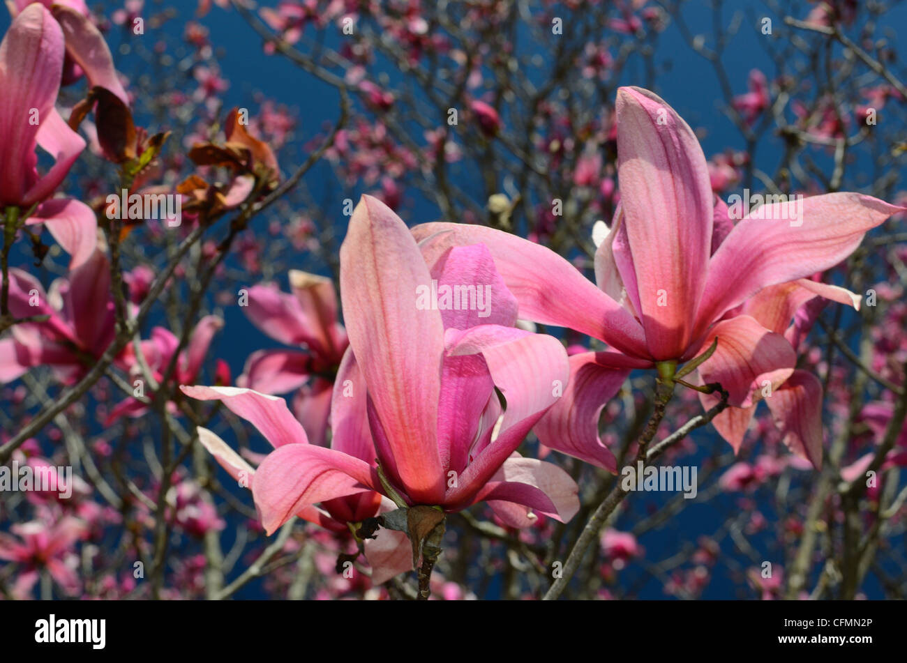 Purple magnolia hi-res stock photography and images - Alamy
