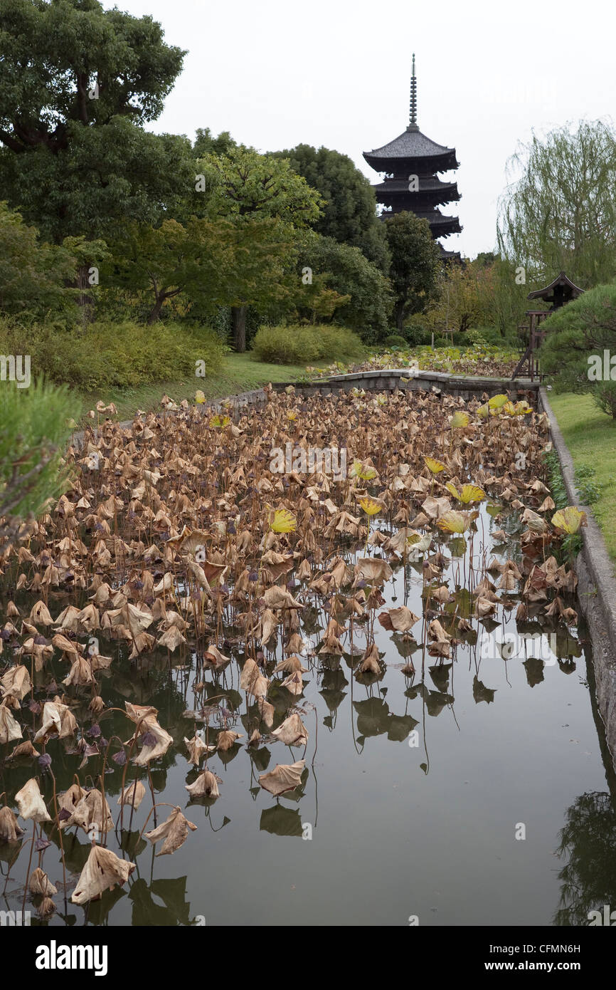 dried plants in ditch and pagoda of Toji temple, Kyoto, Japan Stock ...