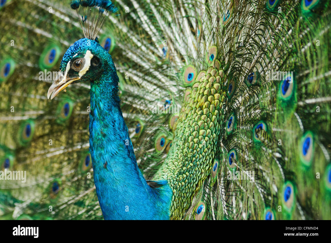 Indian Blue Peafowl (pavo cristatus), Malaysia Stock Photo - Alamy