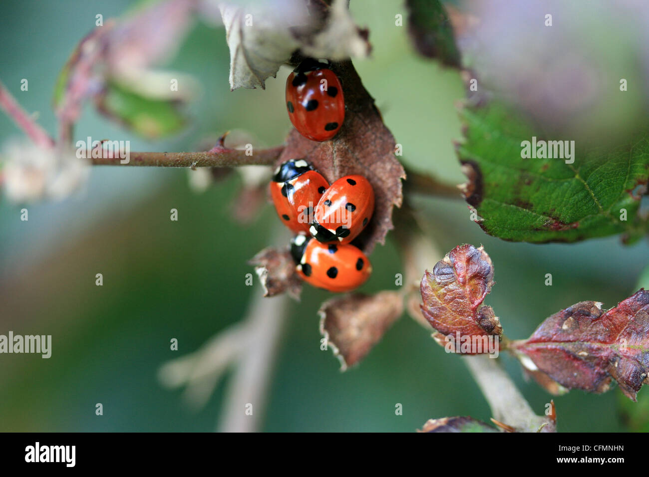 4 ladybirds on a leaf Stock Photo - Alamy