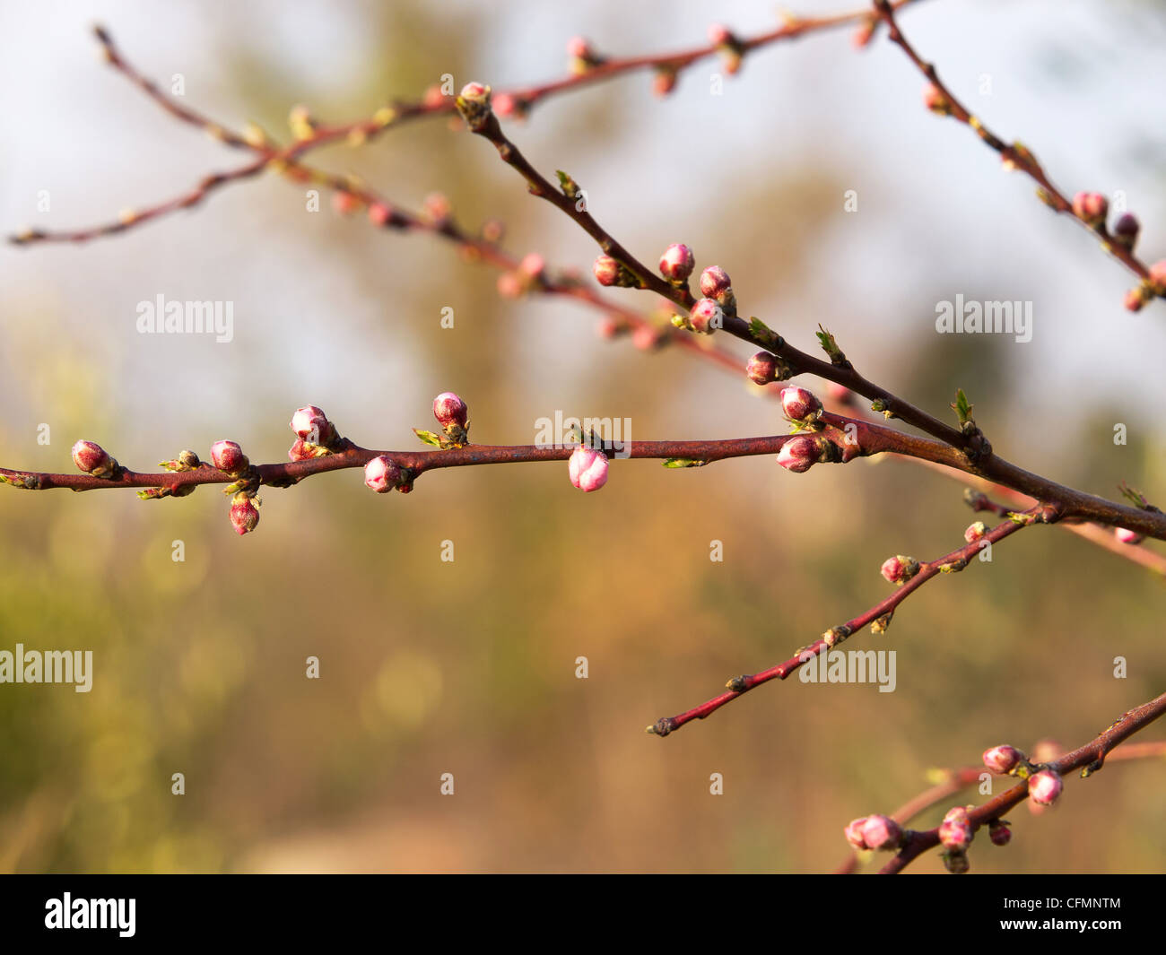 Opening buds apple tree hi-res stock photography and images - Alamy