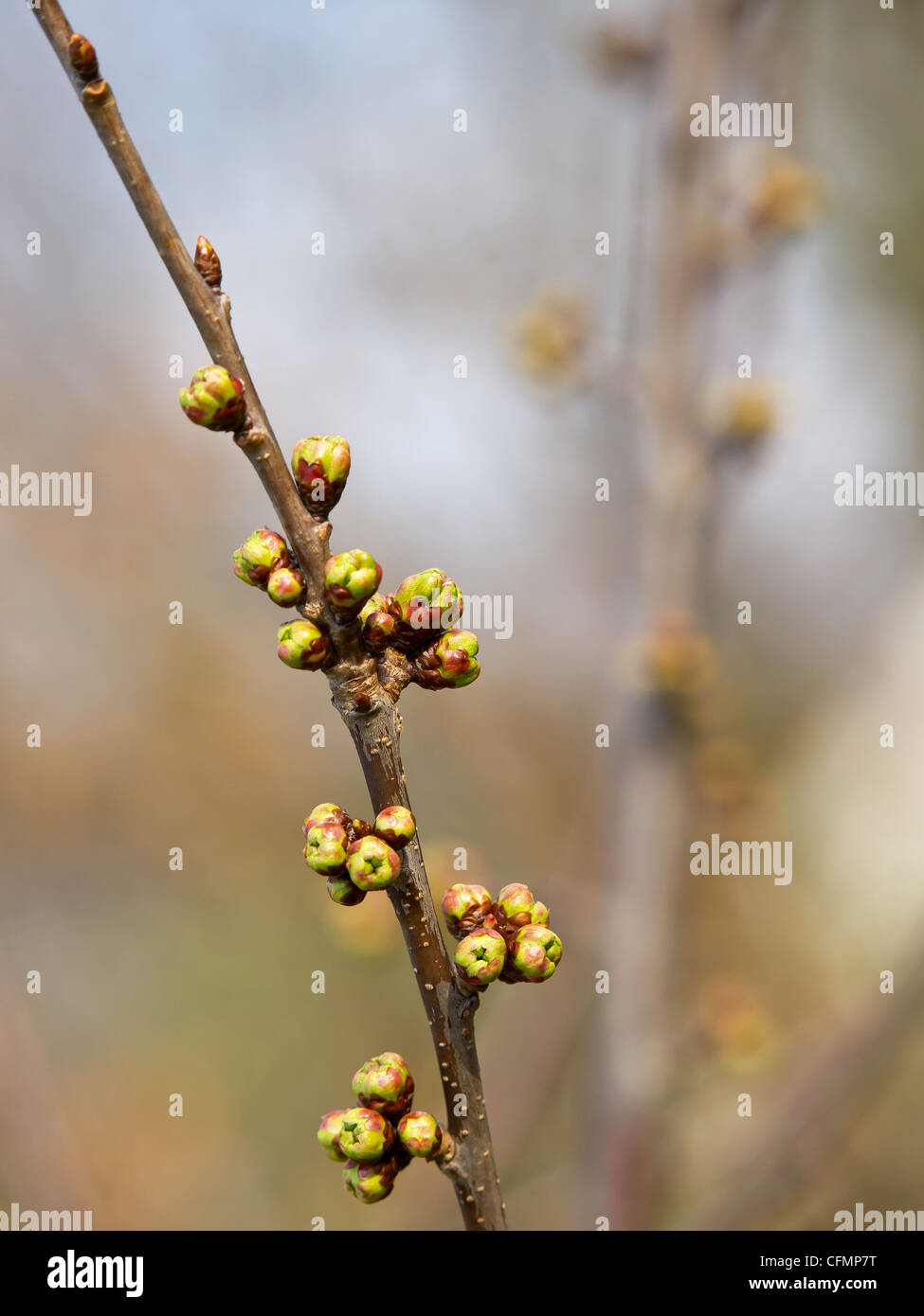flower buds on a branch of a cherry tree Stock Photo - Alamy