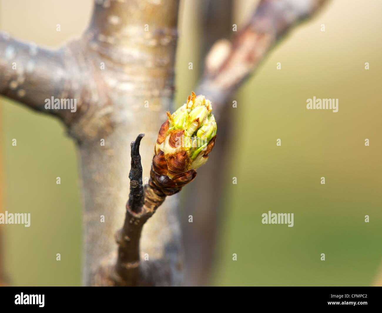 Tree branch with tiny bud hi-res stock photography and images - Alamy