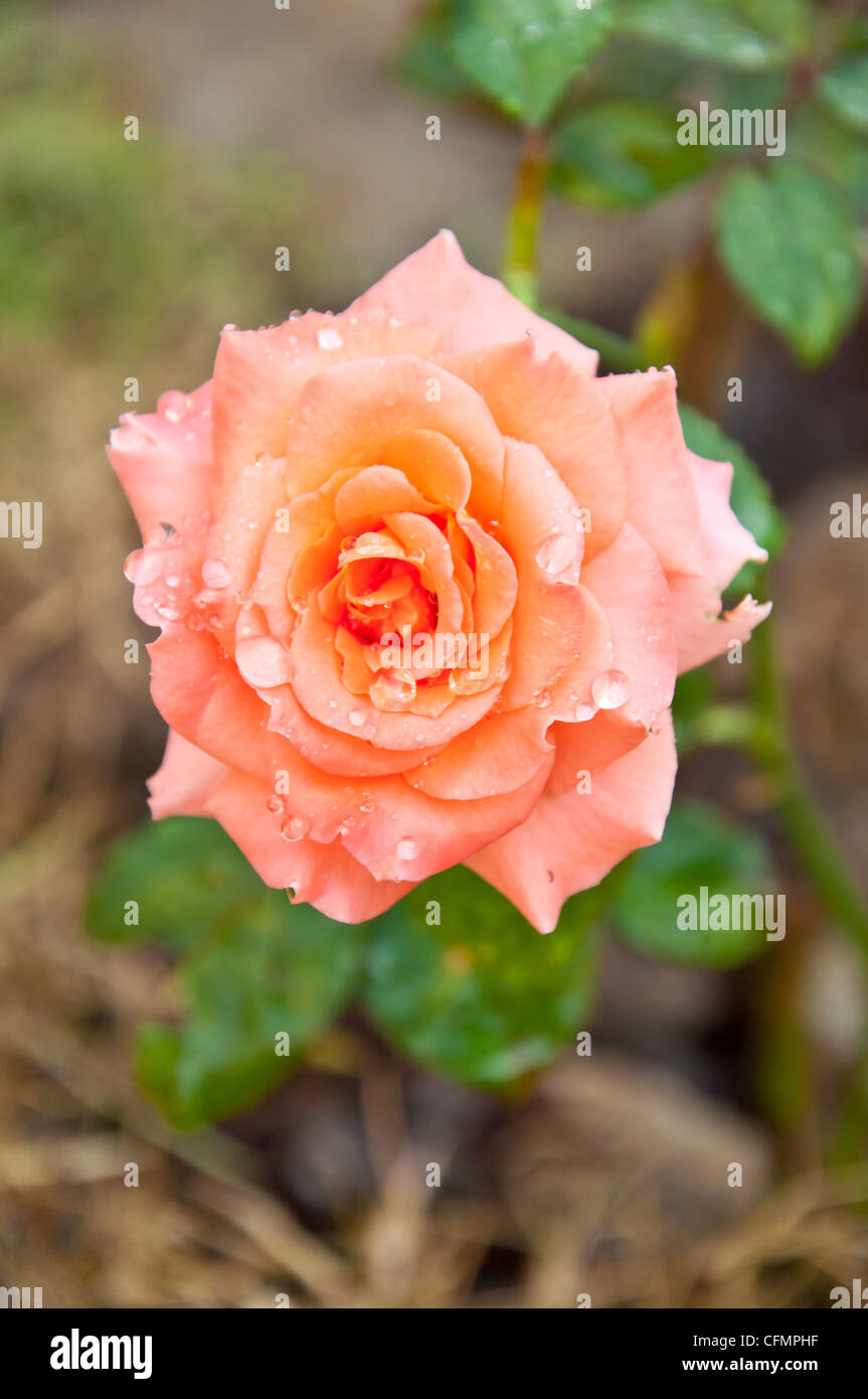Orange rose in the garden Stock Photo - Alamy