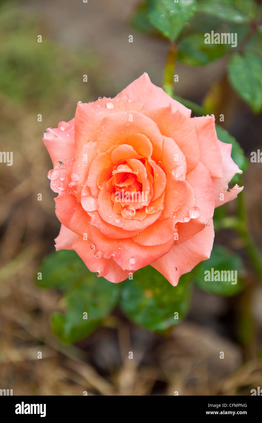 Orange rose in the garden Stock Photo - Alamy