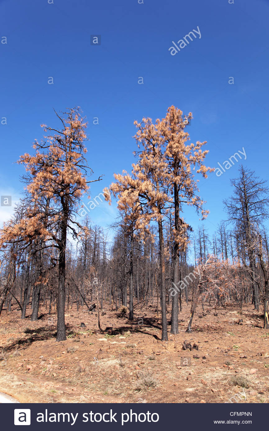 Burned Pine Trees High Resolution Stock Photography and Images - Alamy