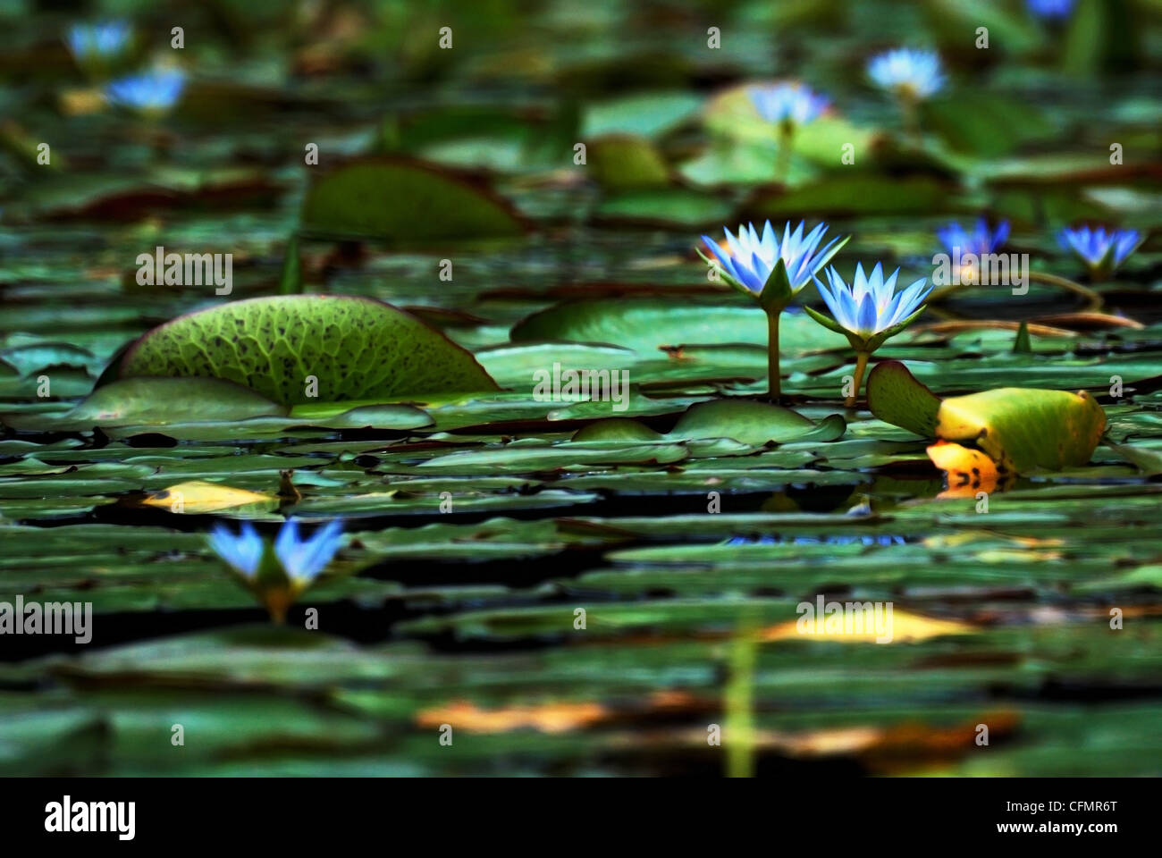 Flowers of kodaikanal hi-res stock photography and images - Alamy