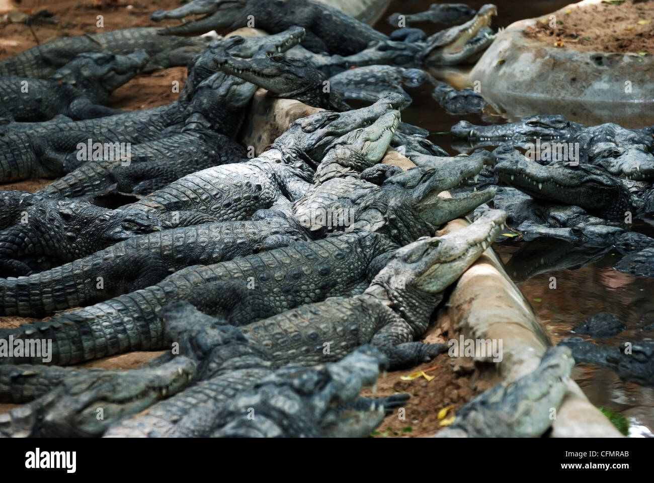 Madras crocodile bank hi-res stock photography and images - Alamy
