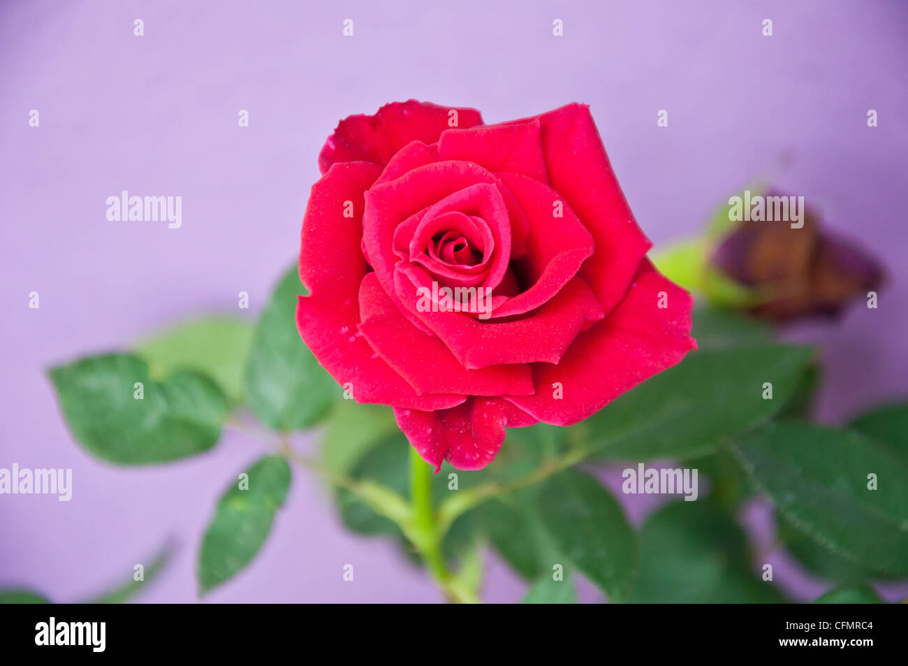 Red rose on violet background Stock Photo - Alamy