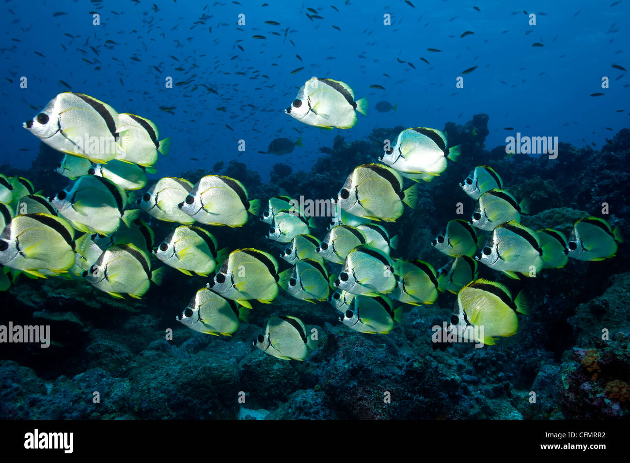 Barber Fish Stock Photos & Barber Fish Stock Images - Alamy