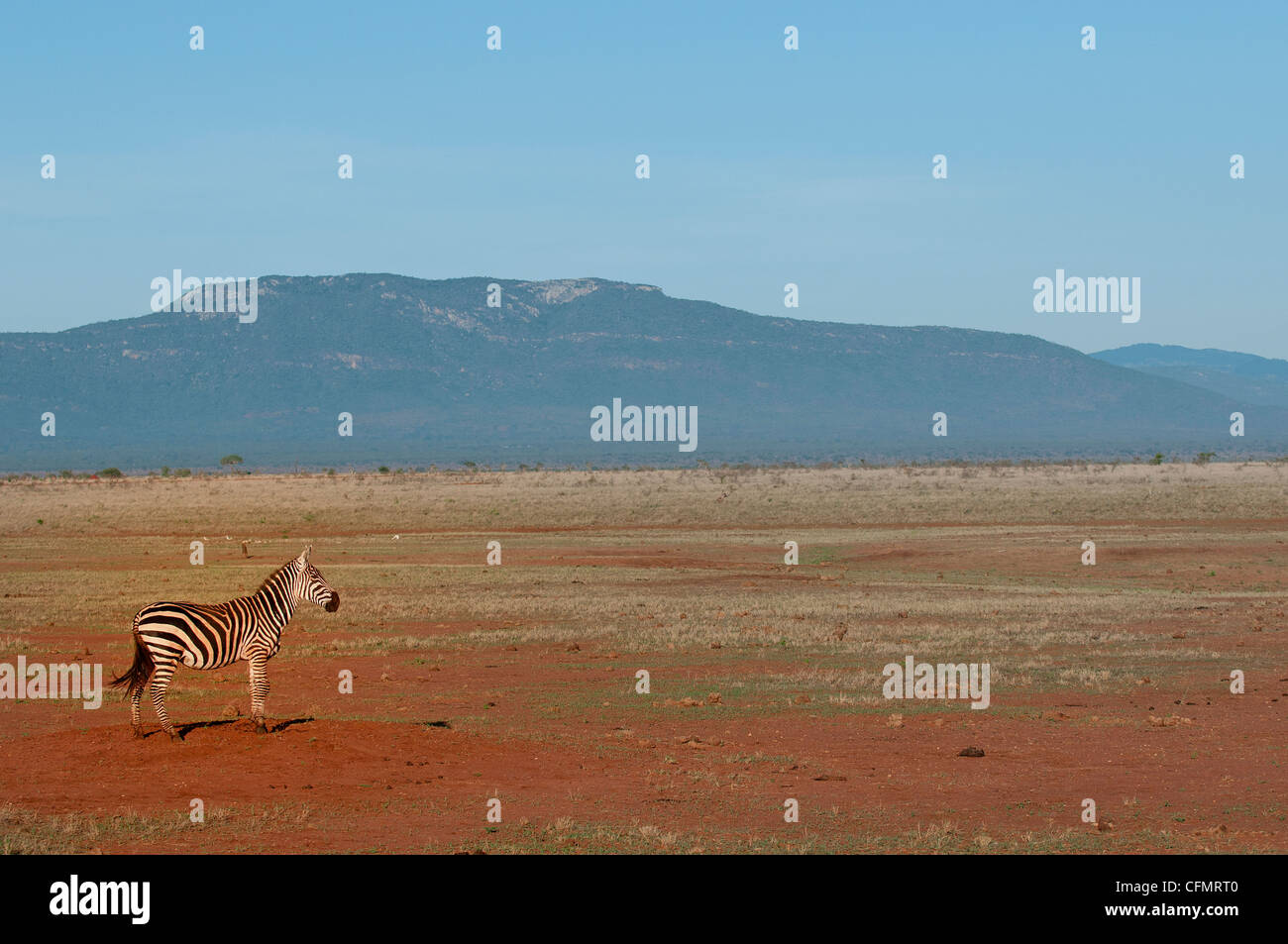 Zebra in tsavo west hi-res stock photography and images - Alamy