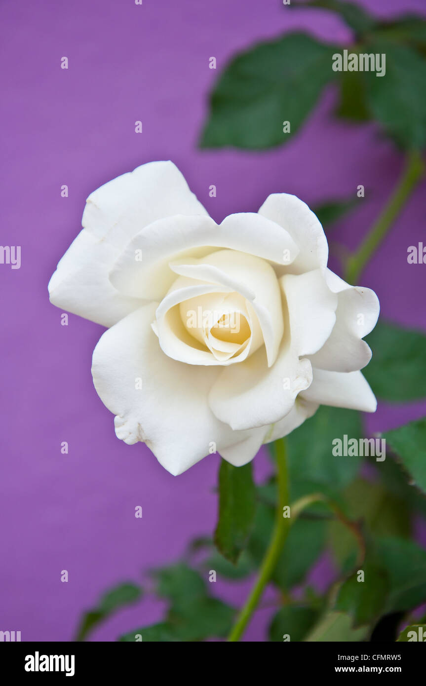 White rose in the garden Stock Photo - Alamy