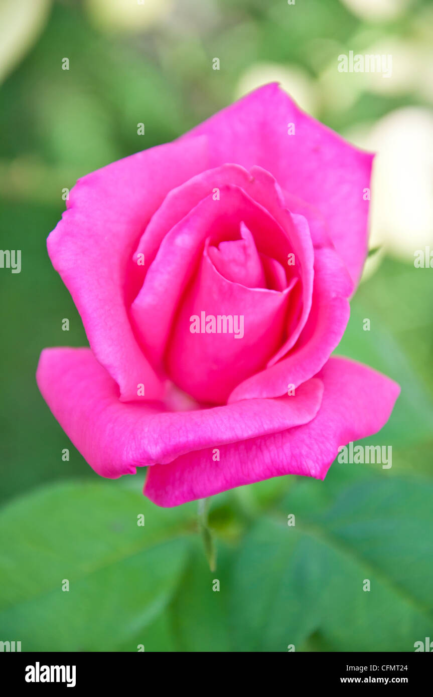 Pink rose in the garden Stock Photo - Alamy