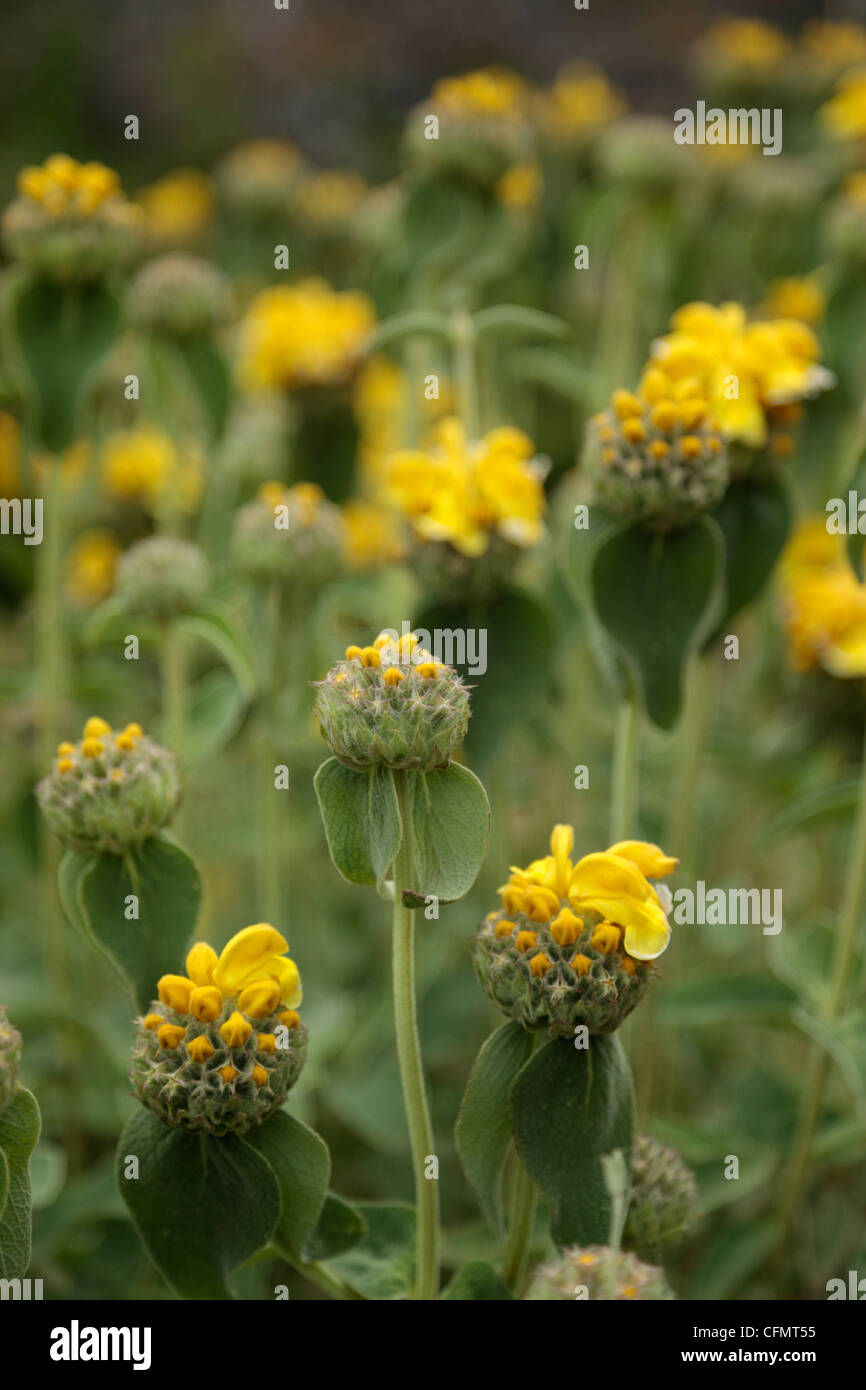 Guernsey Flowers Stock Photos & Guernsey Flowers Stock Images - Alamy
