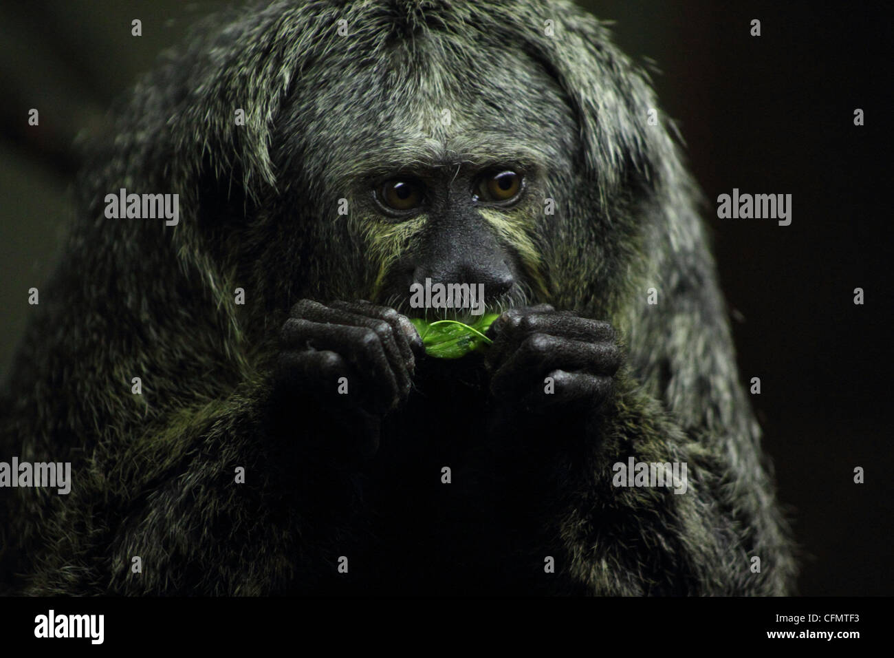 White-faced saki monkey (female) eating a pea Stock Photo - Alamy