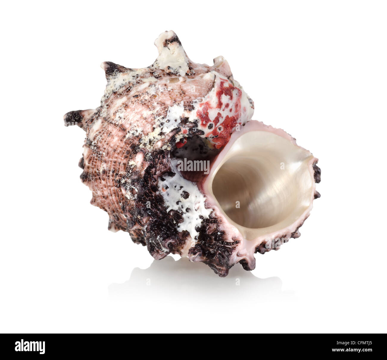 Colorful sea shell isolated on a white background Stock Photo - Alamy