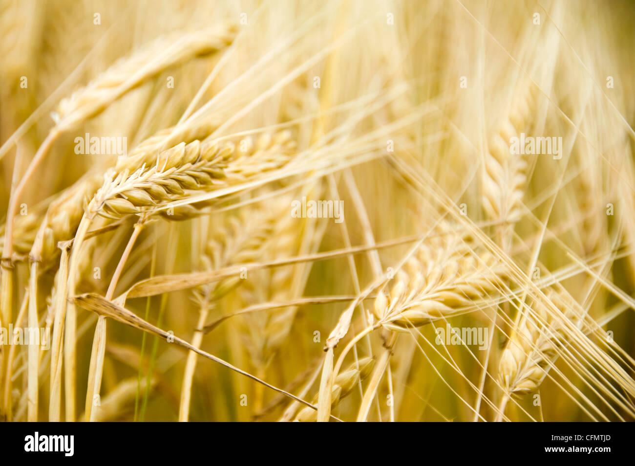 Horizontal close up of golden barley ready for harvesting in the ...