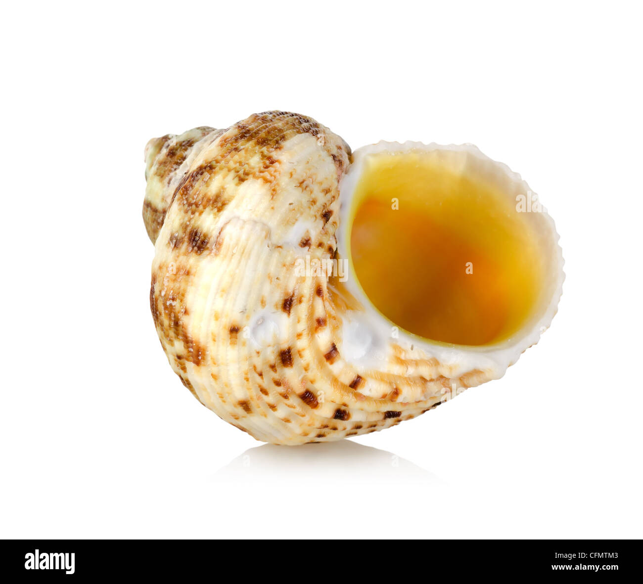 Colorful sea shell isolated on a white background Stock Photo - Alamy