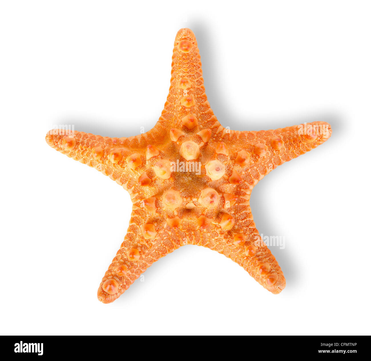 White starfish hi-res stock photography and images - Alamy