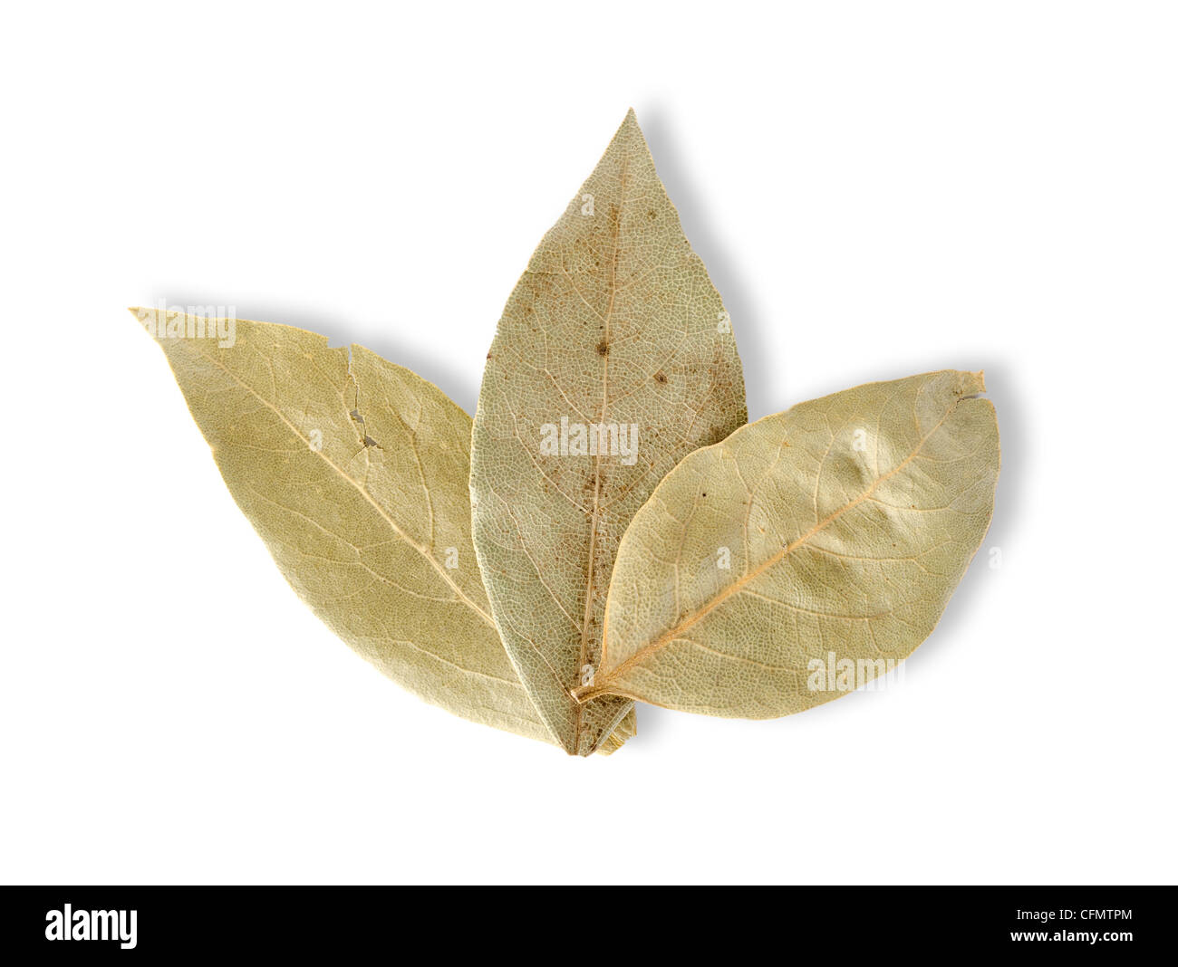 Three bay leaves on white background Stock Photo - Alamy