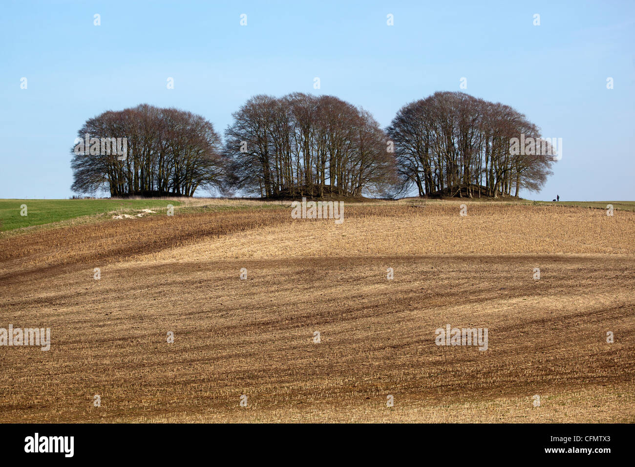 Three Copses of Trees Stock Photo - Alamy