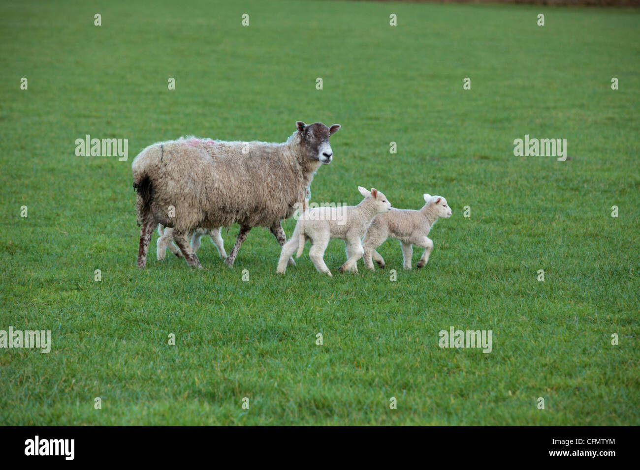 Yorkshire Sheep High Resolution Stock Photography and Images - Alamy