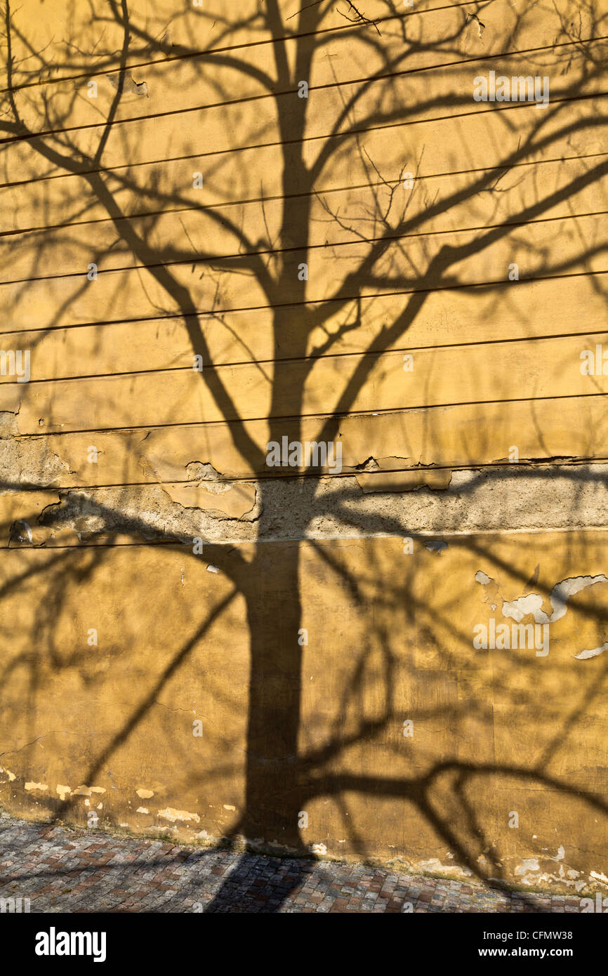 Tree shadow wall hi-res stock photography and images - Alamy