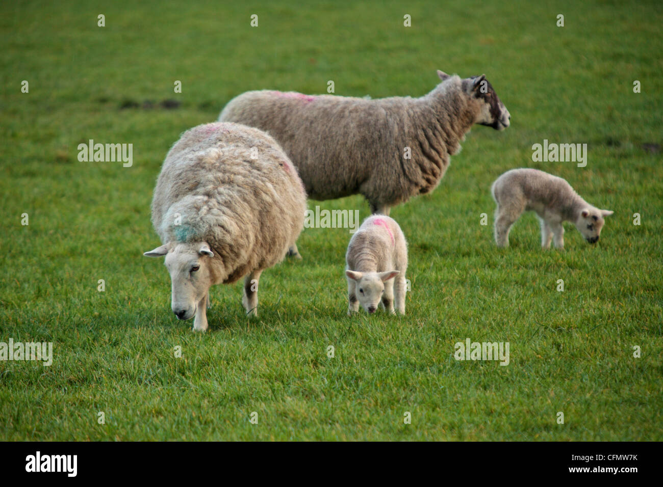 Two ewes hi-res stock photography and images - Alamy