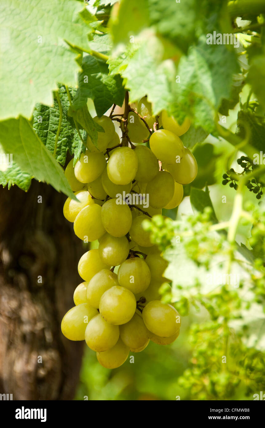 Vertical close up of a bunch of white grapes fully grown hanging from ...