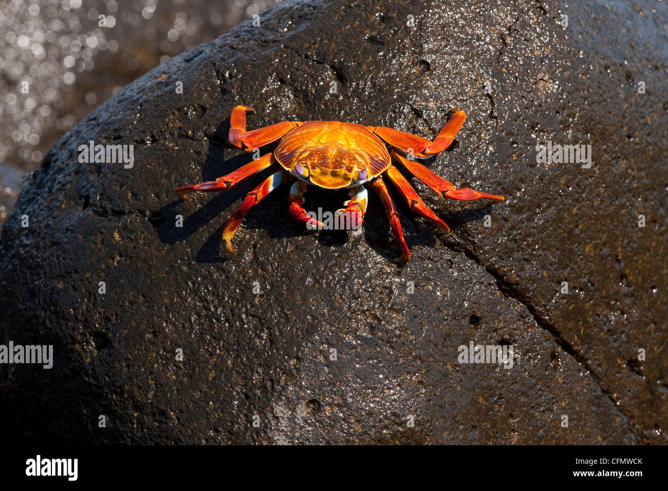 Rock Crab High Resolution Stock Photography and Images - Alamy