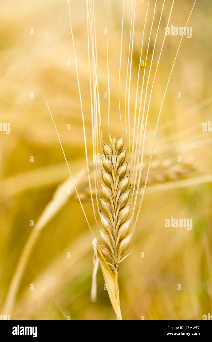 Vertical close up of golden barley ready for harvesting in the sunshine ...