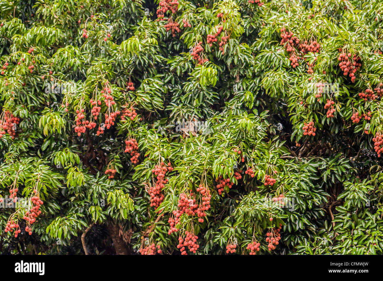 Lychees from Diego Suarez, Northern Madagascar Stock Photo - Alamy