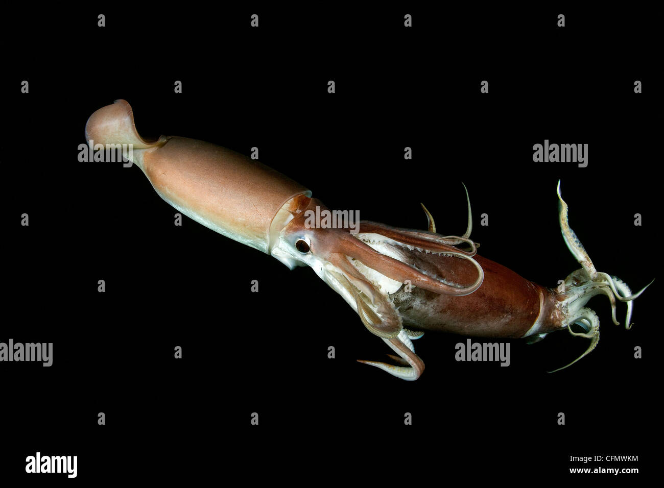 Jumbo (Humboldt) Squid or red devil eating squid of same species Stock ...