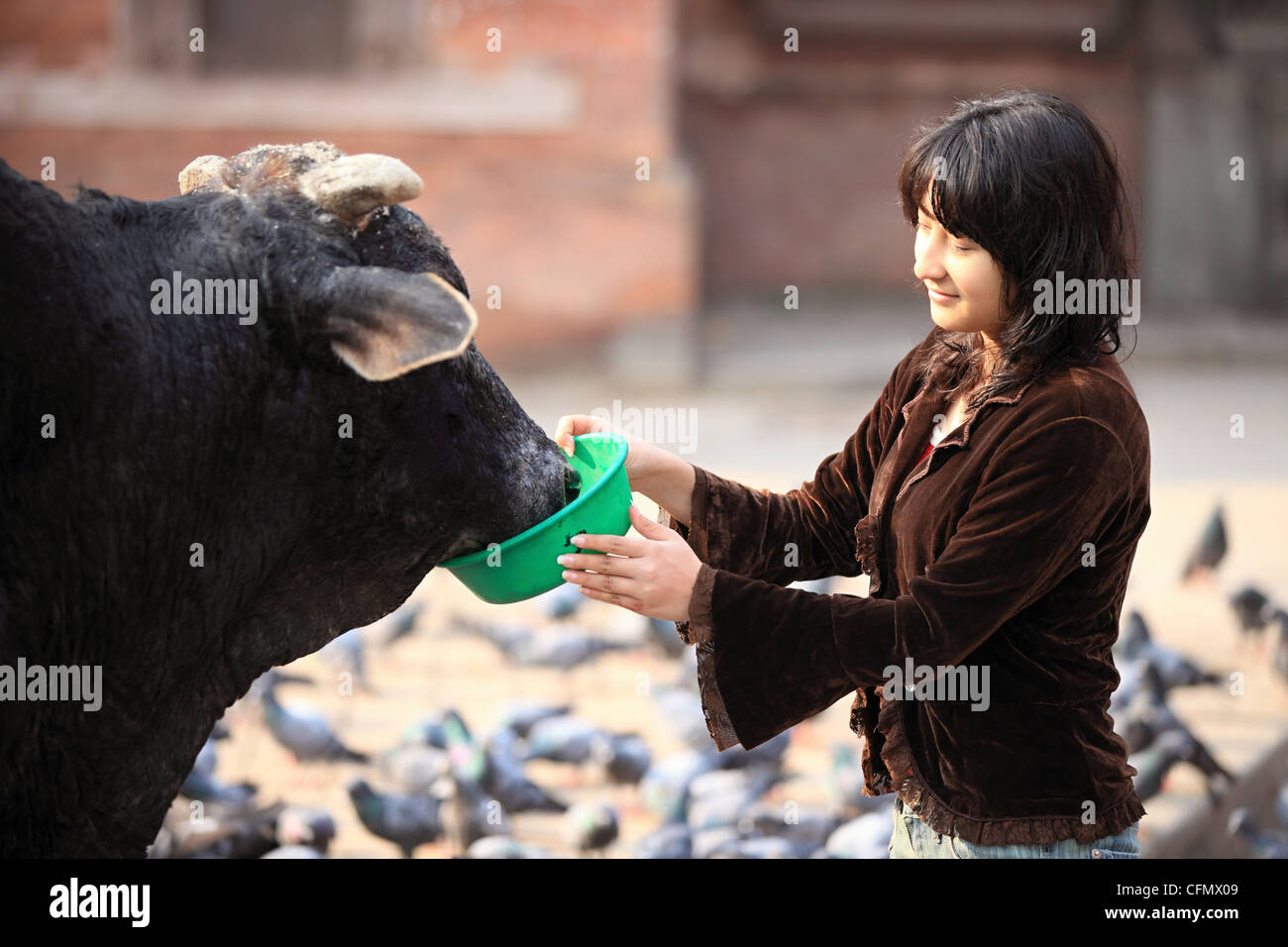 Bull bull bird hi-res stock photography and images - Alamy