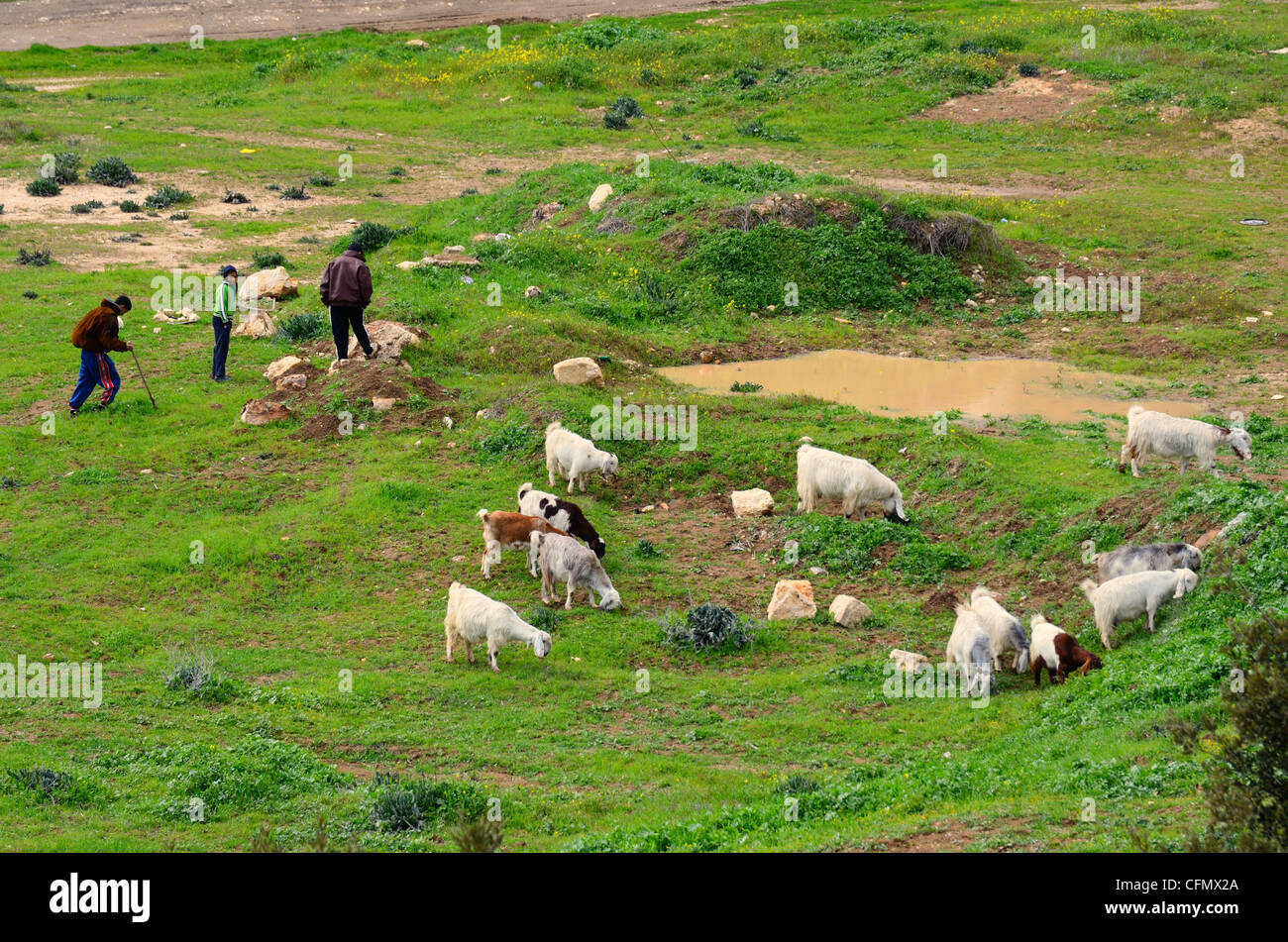 Palestinian Sheep herders in a Jerusalem field Stock Photo - Alamy