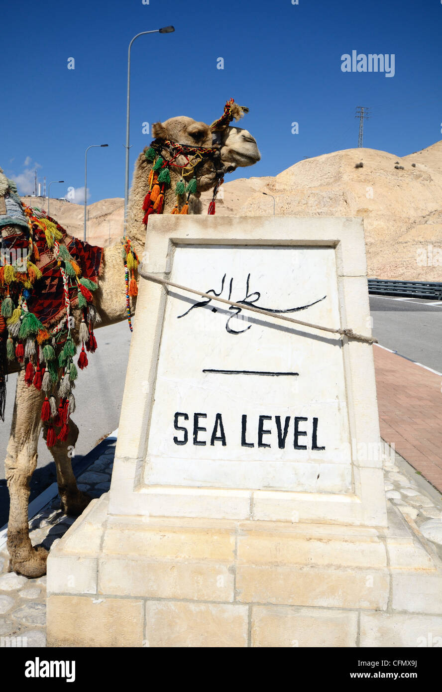 Camel hitched to a sign indicating sea level near the Dead Sea in ...