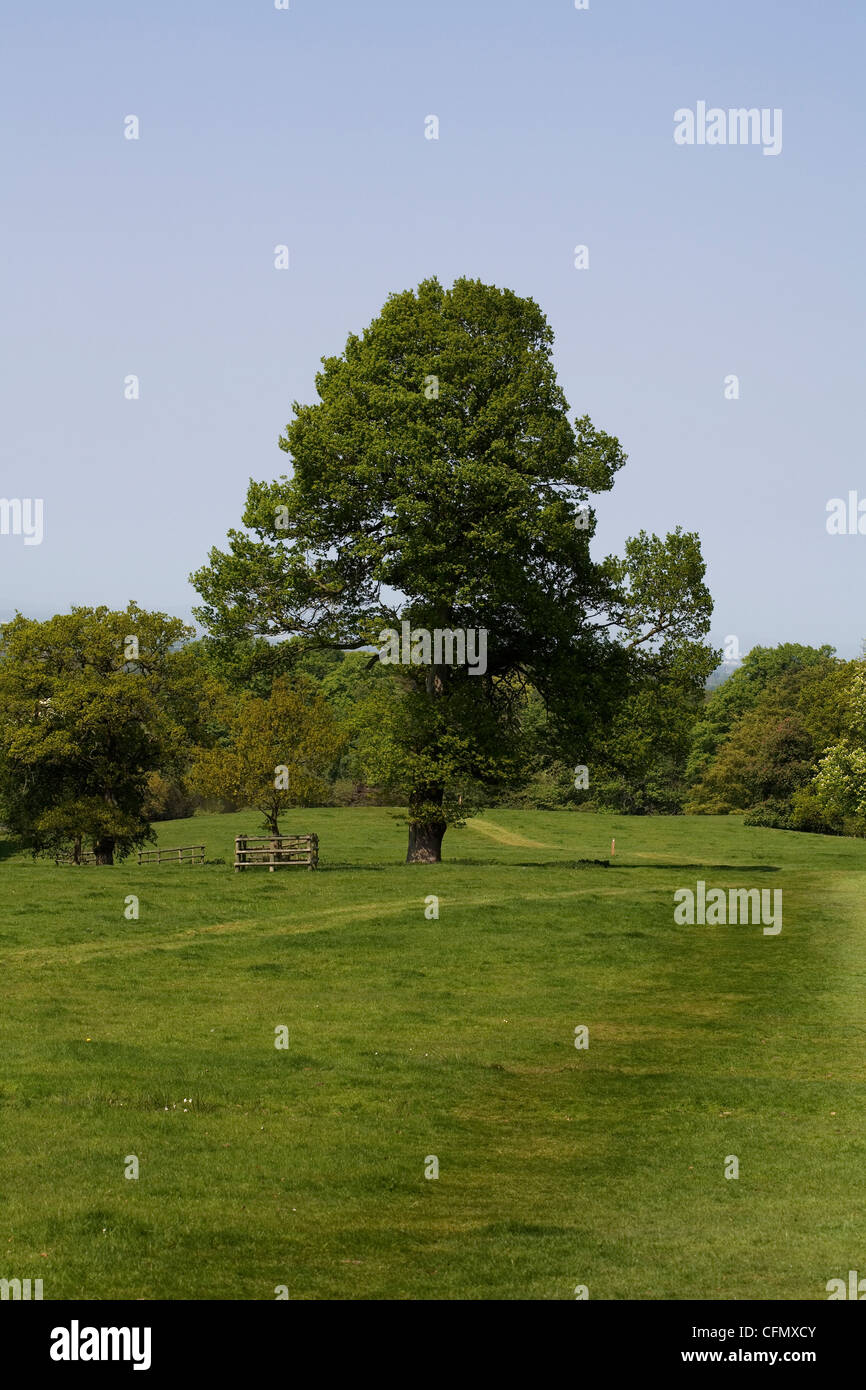 Oak trees spring near Hare Hill Alderley Edge Cheshire England Stock ...