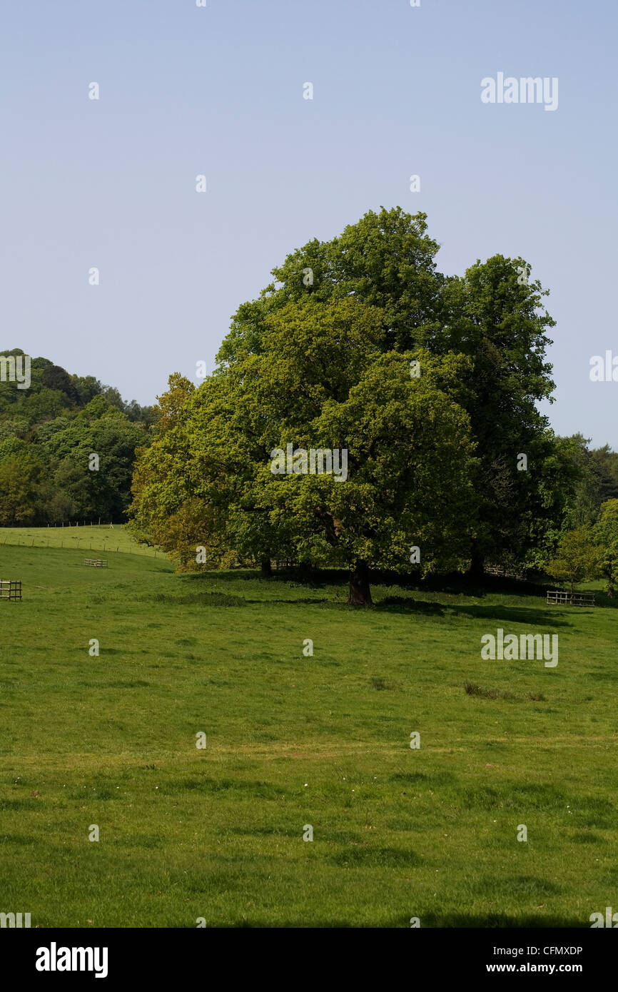 Oak trees spring near Hare Hill Alderley Edge Cheshire England Stock ...