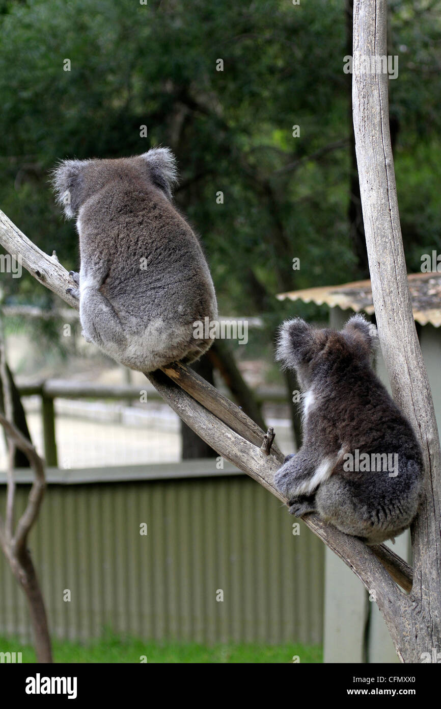 A pair of koala bears sitting on the same branch facing away from the ...