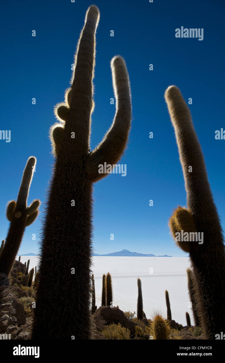 Cacti standing guard hi-res stock photography and images - Alamy