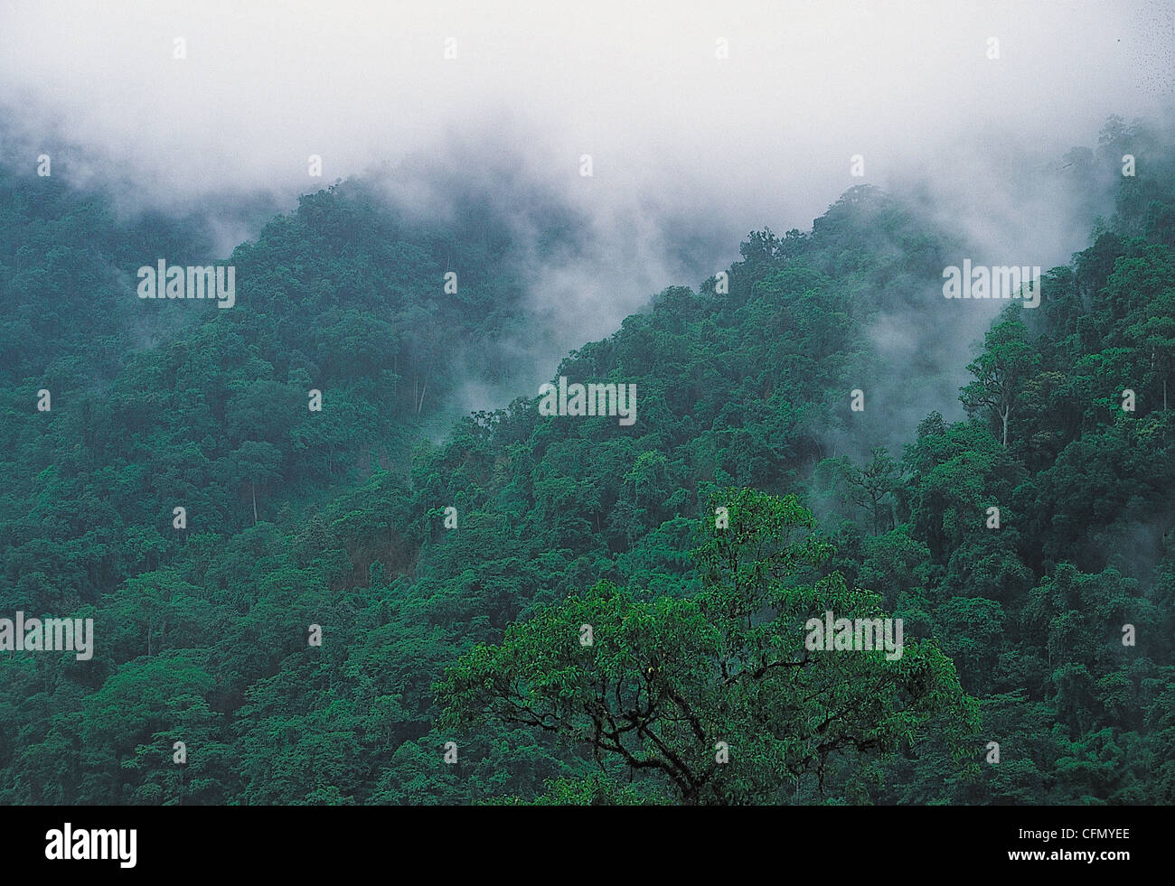 Mist over the rainforest Western Gats India Stock Photo - Alamy