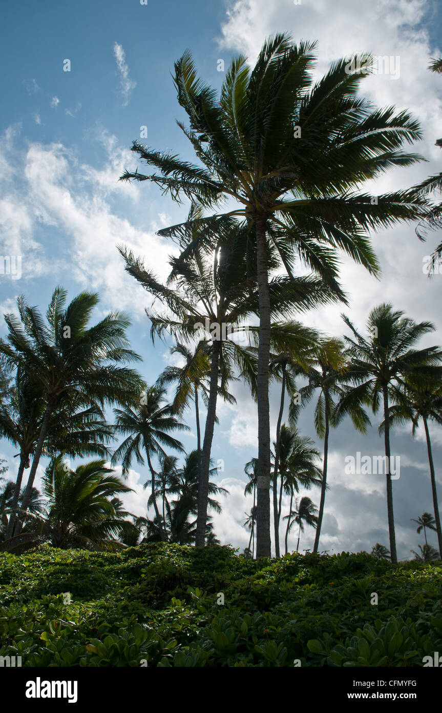 Oahu palm trees hi-res stock photography and images - Alamy